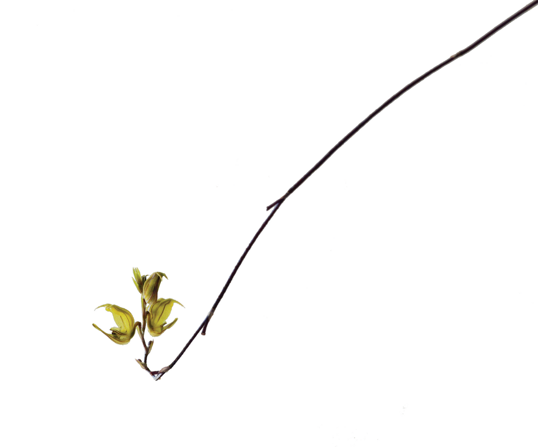 Celestial Triangle Essence – Healing Orchids